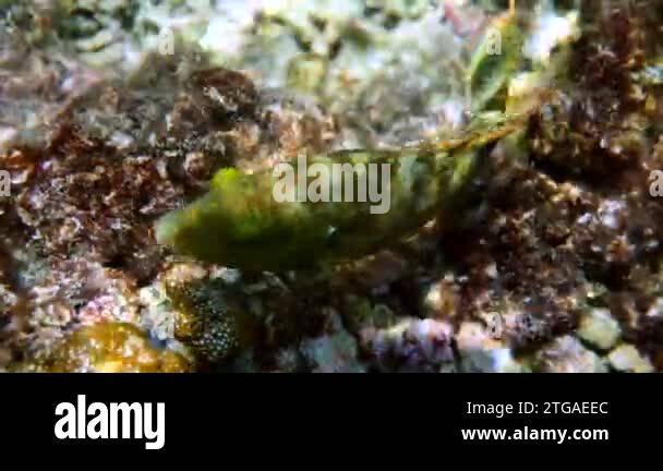 Underwater video of Cheilinus trilobatus or Tripletail wrasse swimming ...
