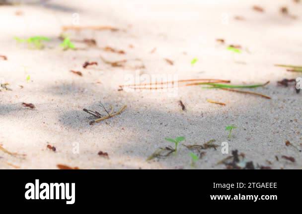 Monitoring insects Stock Videos & Footage - HD and 4K Video Clips - Alamy