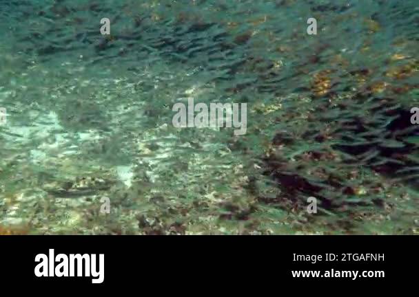Silversides fishes swimming among coral reefs. Underwater video of ...