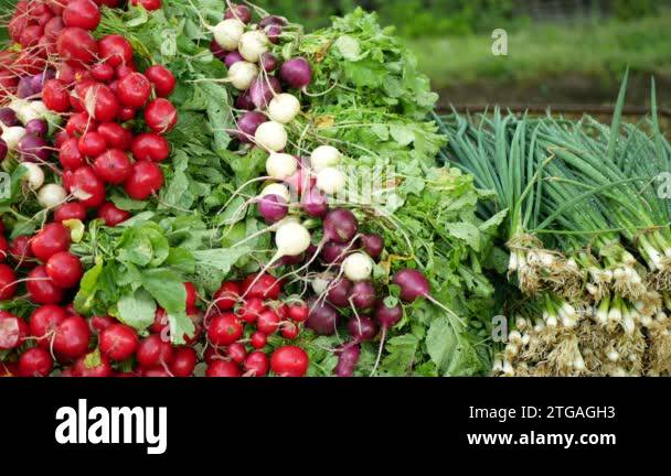 Radish onion bio harvest farm fresh vegetables market shop Raphanus ...