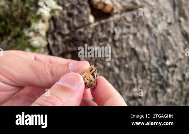 Timber lumber africa Stock Videos & Footage - HD and 4K Video Clips - Alamy