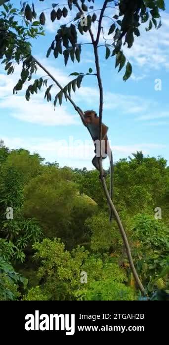 sri lanka a monkey on a tree climbs to the top and the second monkey ...