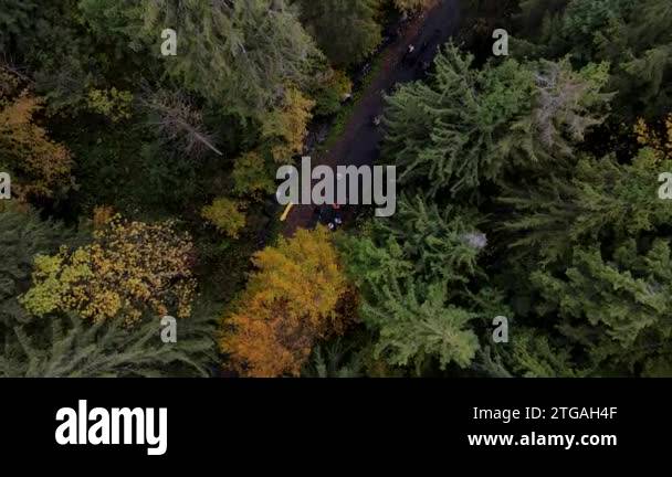 Overhead forest Stock Videos & Footage - HD and 4K Video Clips - Alamy