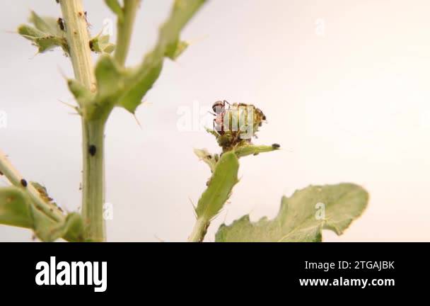 Red wood ants farming aphids. Ants protect the aphids on the plant from ...