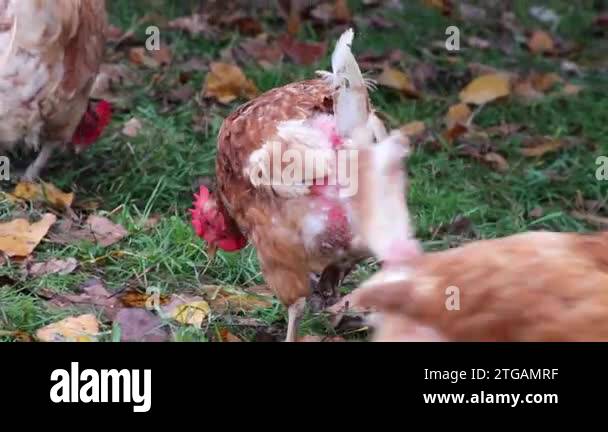 Mistreated chicken on free range chicken farm and stock breeding shows ...
