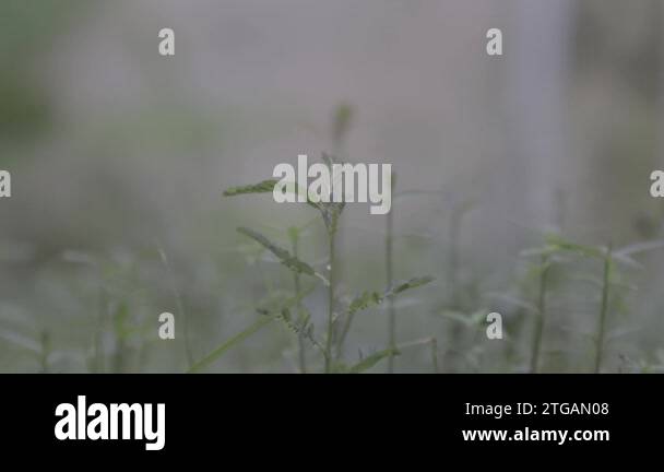 Fern and grass Stock Videos & Footage - HD and 4K Video Clips - Alamy