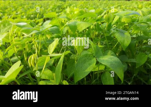 Pulse plant Stock Videos & Footage - HD and 4K Video Clips - Alamy