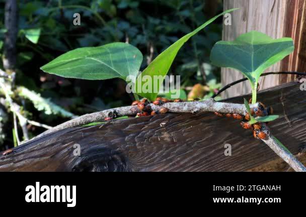 4K HD video zooming in on many ladybugs resting and crawling on branch ...