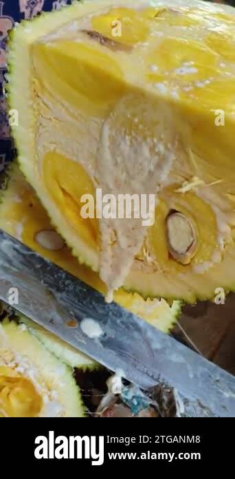 in Sri Lanka, when buying a breadfruit tree, they cut it and smear all ...