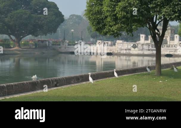 The Indian pond herons or paddybirds, Ardeola grayii, small herons ...