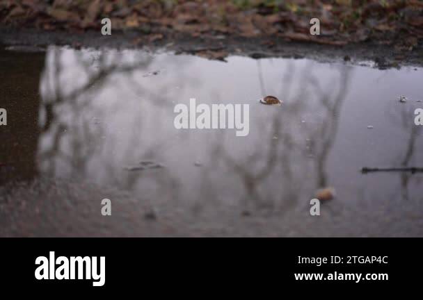 Autumn rain puddle on park Stock Videos & Footage - HD and 4K Video ...