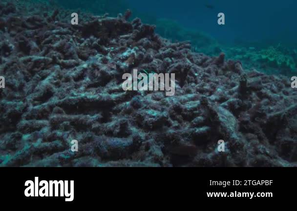 Reef damaged by coral bleaching. Climate change, ocean acidification ...