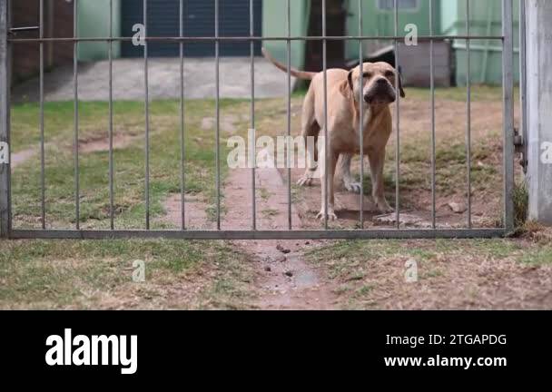Pitbull aggressive Stock Videos & Footage - HD and 4K Video Clips - Alamy