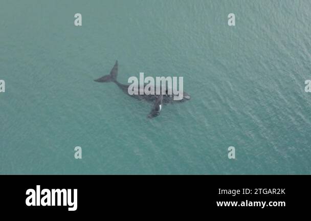 An aerial view of sharks swimming in the ocean Stock Video Footage - Alamy