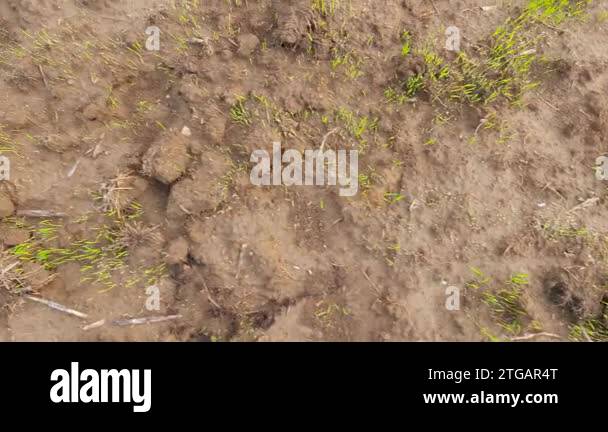 Paddy nursery in the field. Growing rice nursery in the field before ...