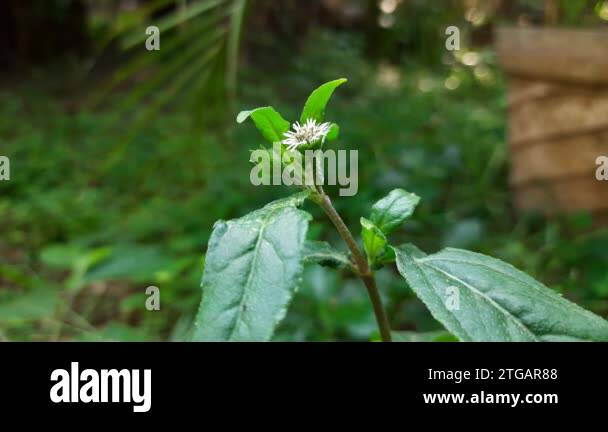 Eclipta prostrata plant with flower. Its other names false daisy,yerba ...