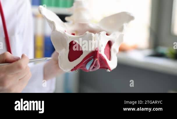 Doctor holds anatomical model of human pelvis with pelvic bones ...