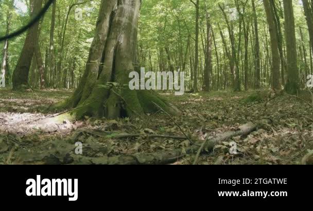 Goblin tree Stock Videos & Footage - HD and 4K Video Clips - Alamy