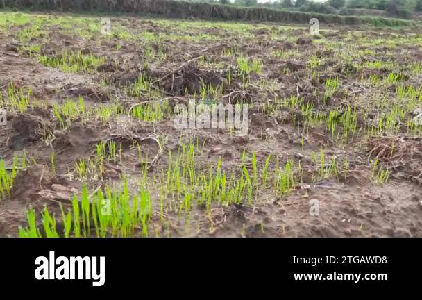 Paddy nursery in the field. Growing rice nursery in the field before ...