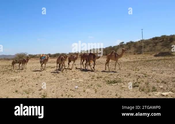 Africa harsh environment Stock Videos & Footage - HD and 4K Video Clips ...