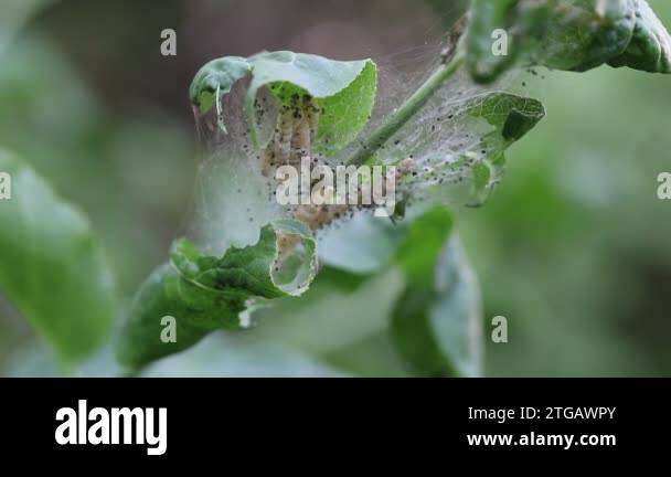 A ommunal larval web with larvae of the ermine moth in a coiled leaves ...