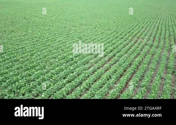 Soy harvest aerial Stock Videos & Footage - HD and 4K Video Clips - Alamy