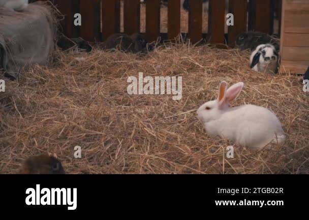 Rabbit garden stall Stock Videos & Footage - HD and 4K Video Clips - Alamy
