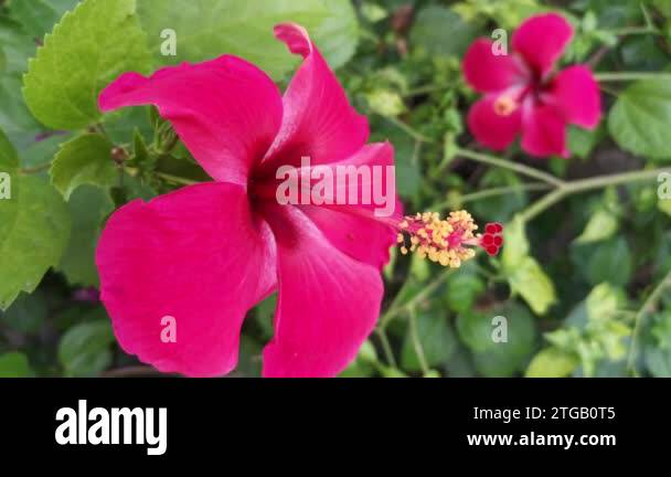 Red hawaiian hibiscus flower petals Stock Videos & Footage - HD and 4K ...