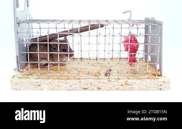 House mouse caught in live capture mouse trap. A cute little rodent in ...