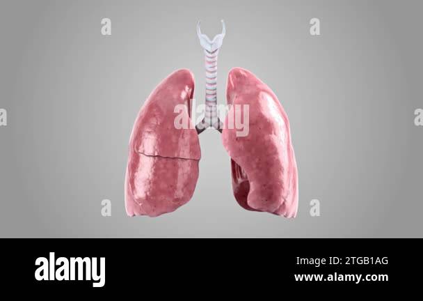 Lungs smoker comparison Stock Videos & Footage - HD and 4K Video Clips ...