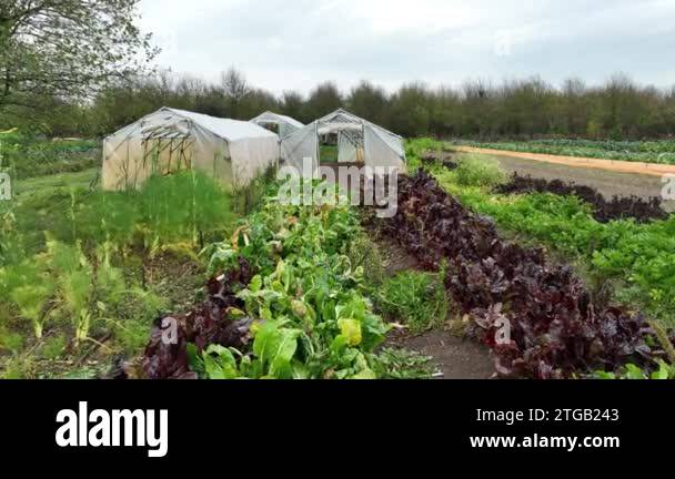 Chard drone aerial field red green bio leaves white swiss Beta vulgaris ...