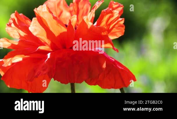 Poppy remembrance flower Stock Videos & Footage - HD and 4K Video Clips ...