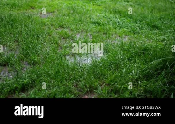 4K rainy summer video background. The rain turns into a puddle on the ...