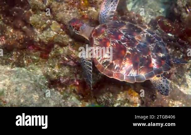 Hawksbill sea turtle glides in blue ocean on the background of coral ...