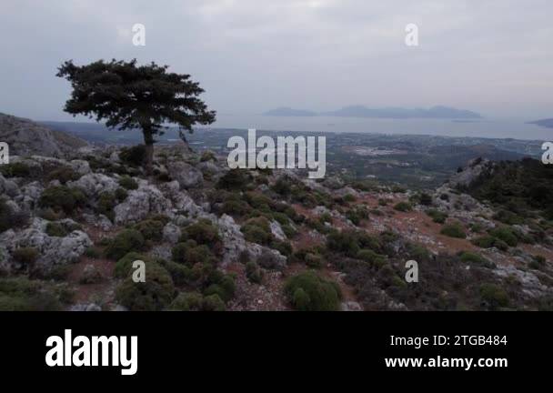 Kos hippocrates tree Stock Videos & Footage - HD and 4K Video Clips - Alamy