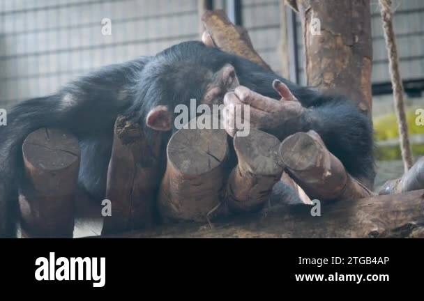 Chimpanzee relaxing zoo Stock Videos & Footage - HD and 4K Video Clips ...