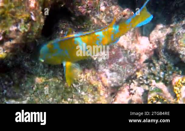 Blue barred parrotfish scarus Stock Videos & Footage - HD and 4K Video ...