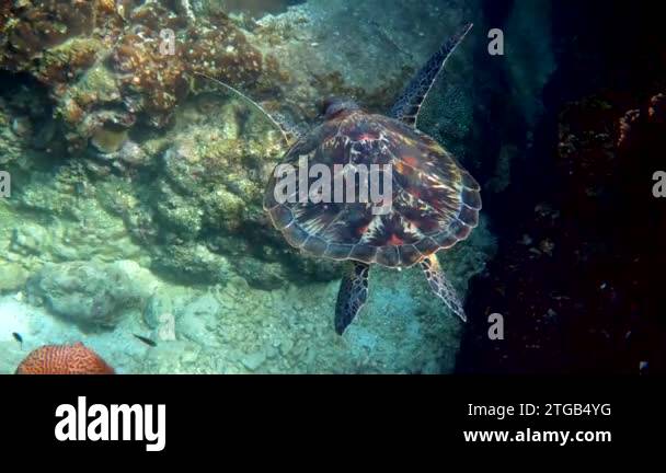 Hawksbill sea turtle glides in blue ocean on the background of coral ...