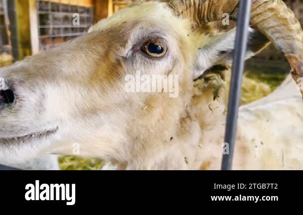 Goat eye close Stock Videos & Footage - HD and 4K Video Clips - Alamy