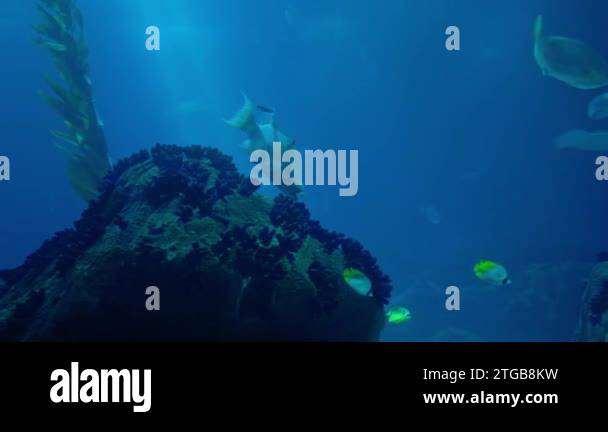 Napolean fish Stock Videos & Footage - HD and 4K Video Clips - Alamy