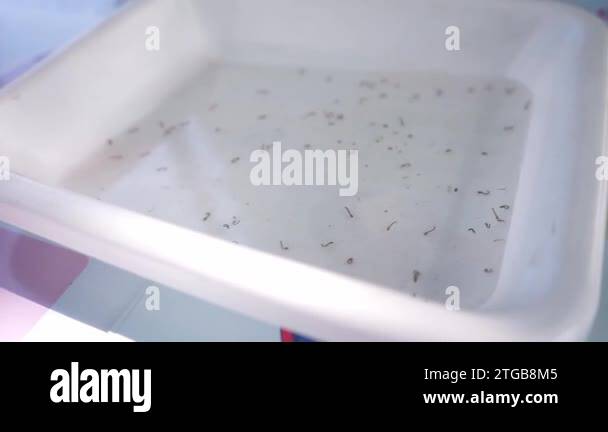Aedes mosquito larvae Stock Videos & Footage - HD and 4K Video Clips ...