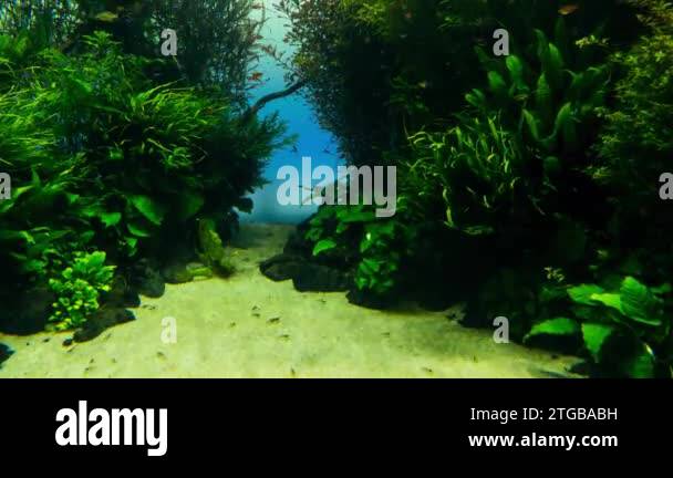 Sponge fish species Stock Videos & Footage - HD and 4K Video Clips - Alamy