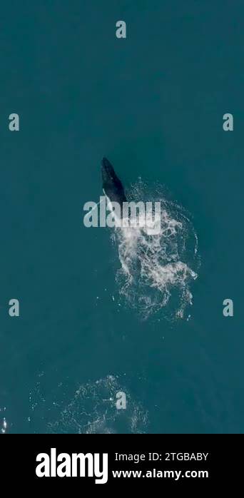 Orca aquatic animal Stock Videos & Footage - HD and 4K Video Clips - Alamy