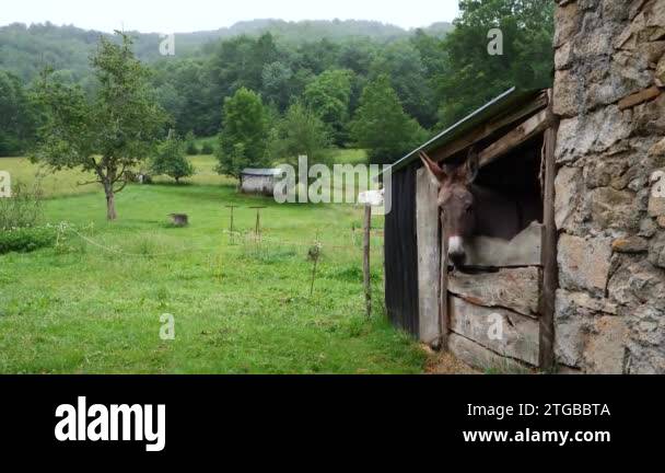 Mule in stable on Stock Videos & Footage - HD and 4K Video Clips - Alamy