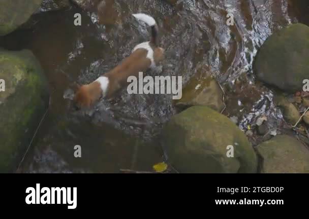 Newlands forest Stock Videos & Footage - HD and 4K Video Clips - Alamy