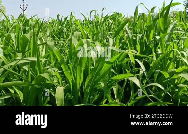 Corn field indian farm Stock Videos & Footage - HD and 4K Video Clips ...