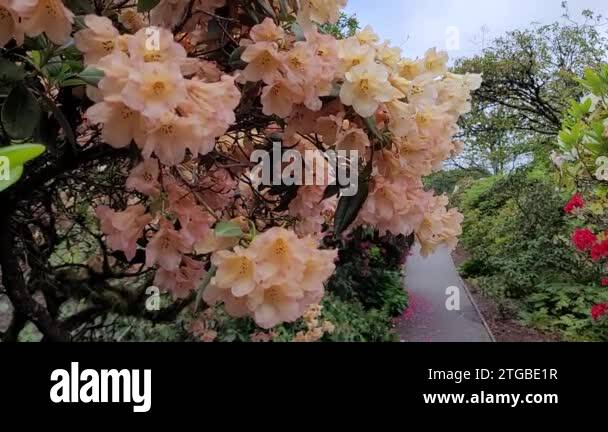 Rhododendron flowers in spring Stock Videos & Footage - HD and 4K Video ...