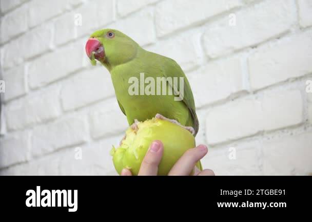 Parrot Eating Apple, Alexandrine Parakeet Bird Eats Fruits, Child, Kid ...