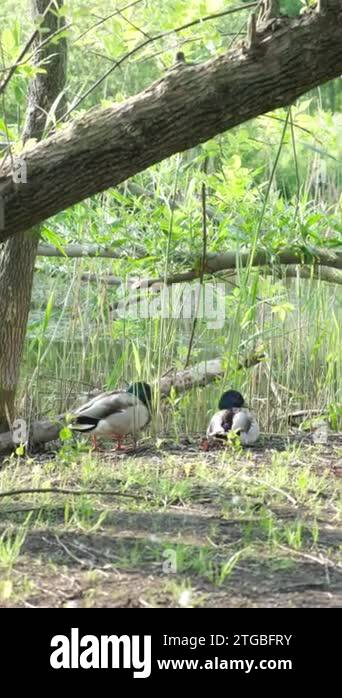 Two ducks rest on the shore of the lake, standing on one leg and hiding ...