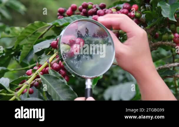 Cropped shot of modern farmer holding magnifying glass looking at ...